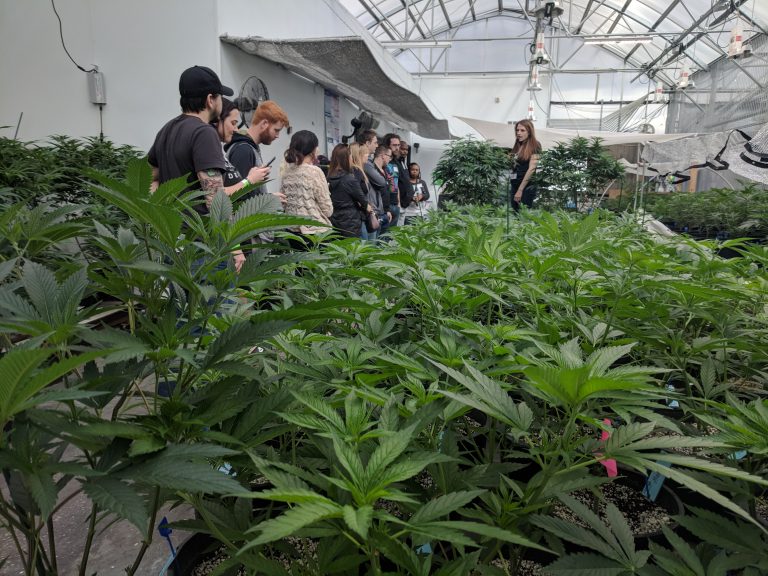 Marijuana Traffic Deaths Up 151% in Colorado: Official Report – Family ...