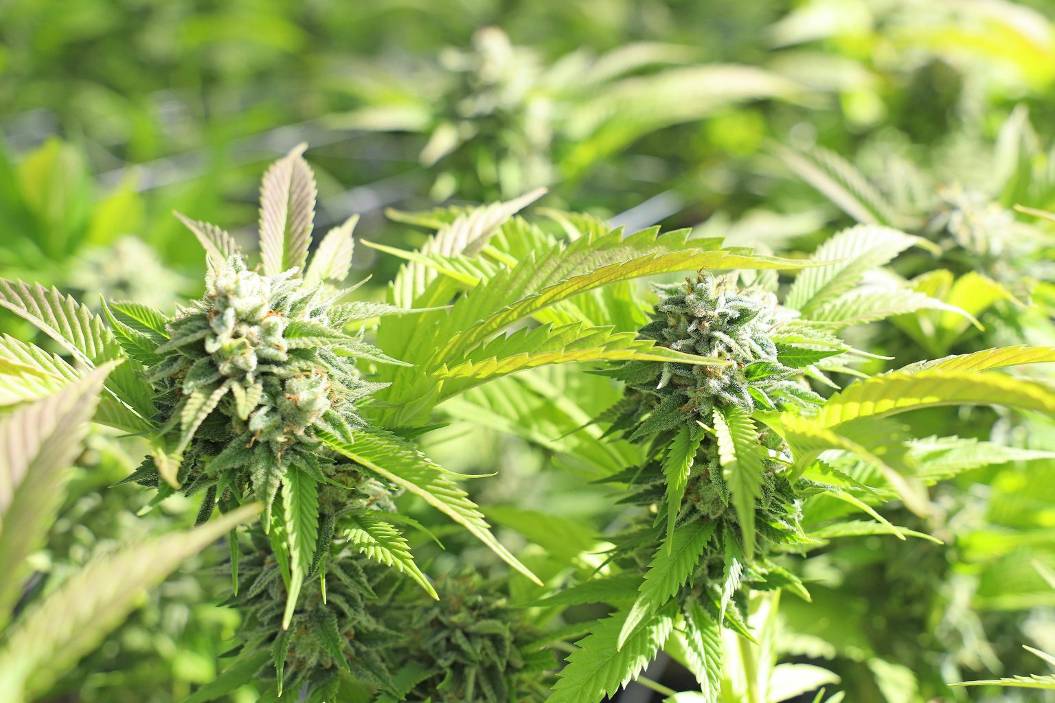 Study Links Marijuana Use to Risk of Cancer, Birth Defects – Family Council