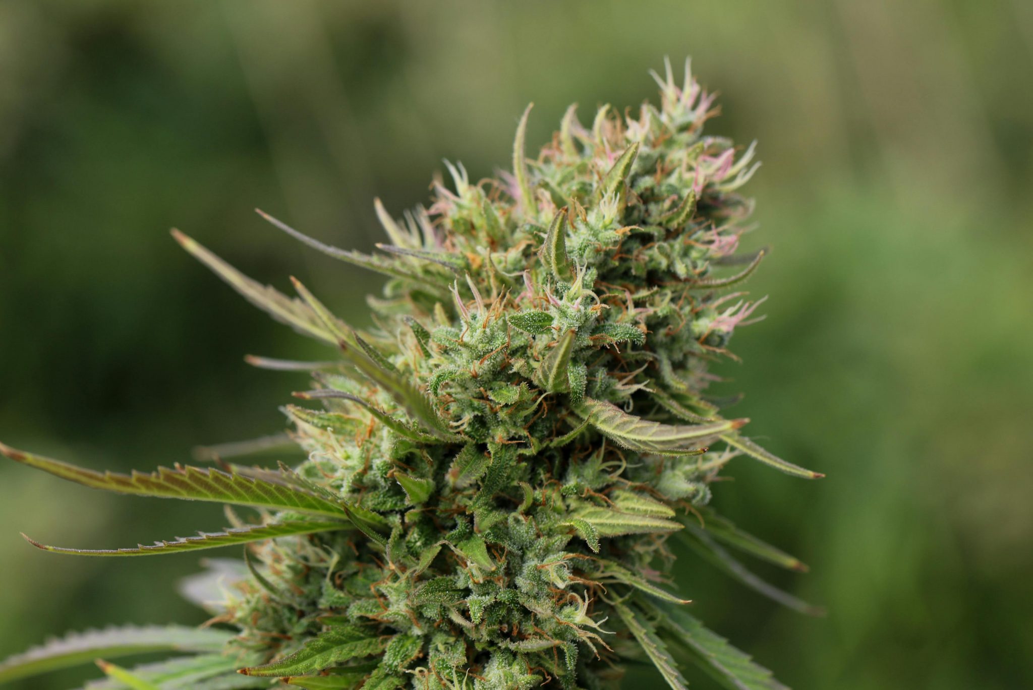 Black Market Marijuana Still a Problem in California Despite ...
