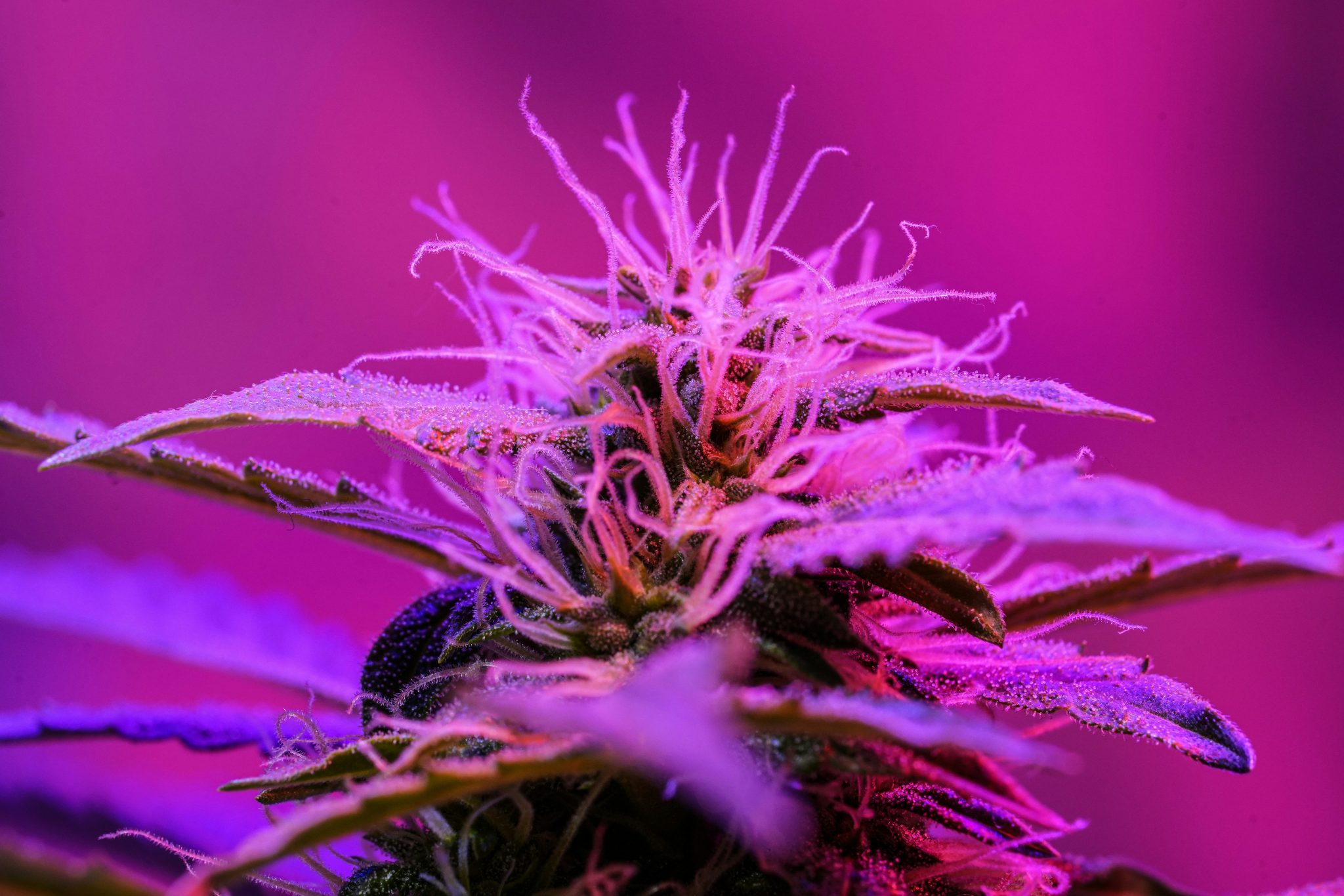 DOJ Illustrates How Black Market Marijuana is Growing Like a Weed ...