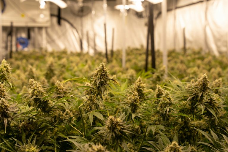 Delta-8 in the Dock: Arkansas’ Battle Against Hemp Drugs Gets a New ...