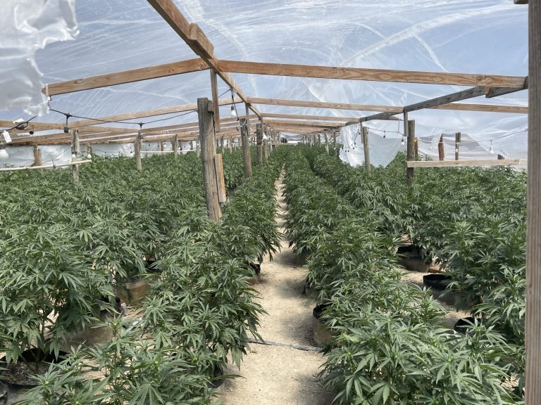 Situation in California Underscores Legalization Did Not Stop Illicit ...