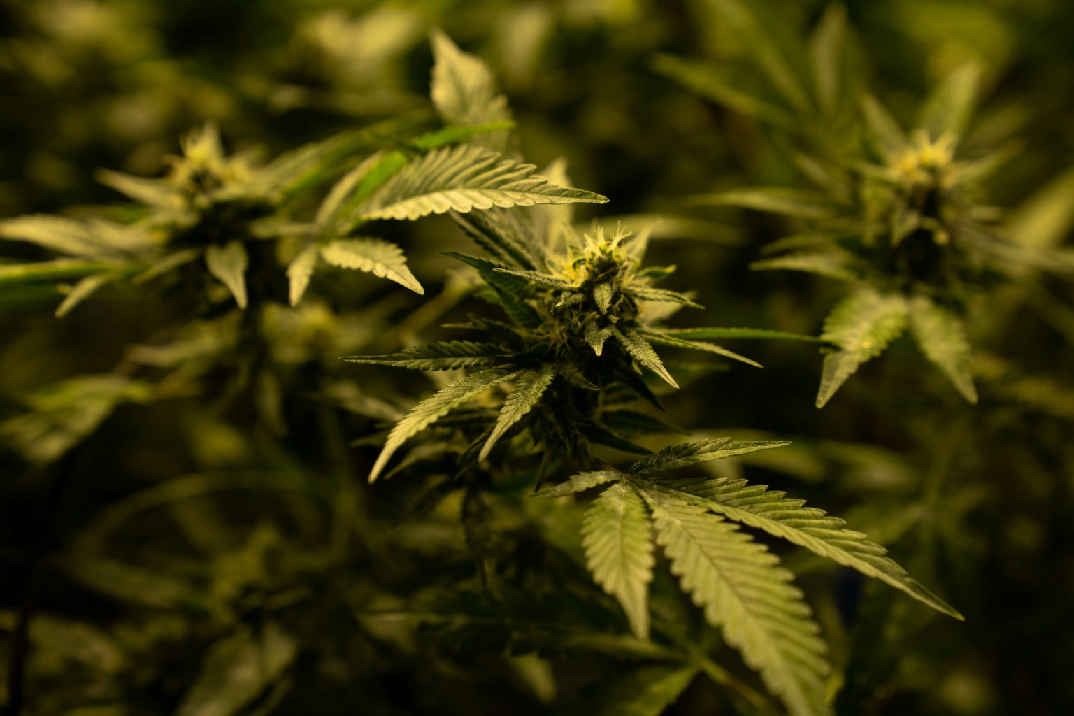 Court Records Shed Light On Illicit Marijuana’s Connection to Organized ...